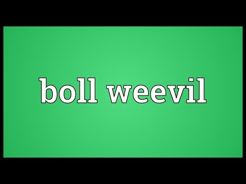 Boll weevil Meaning