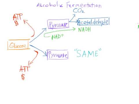 Alcoholic Fermentation Made Easy