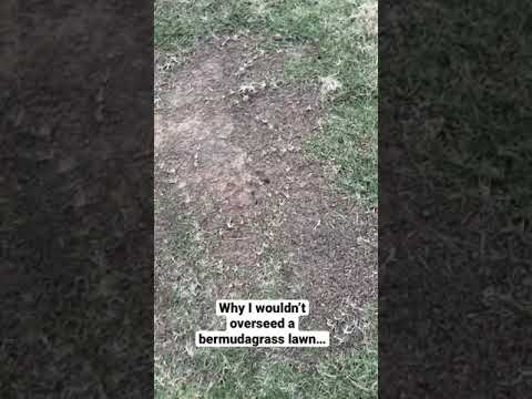 Overseeding your lawn isnโt always the answer.