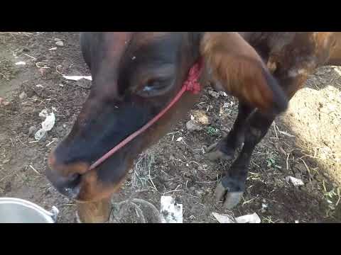 Allergy in a cow due to insect bite