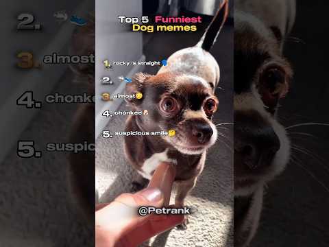 Top 5 | Funniest dog memes🤣