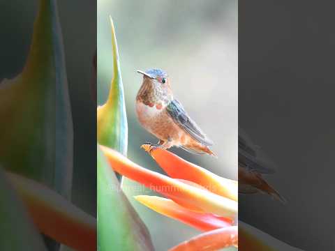 Rufous hummingbird #hummingbird #nature