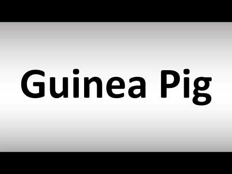 How to Pronounce Guinea Pig