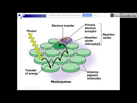 Photosynthesis details part 1