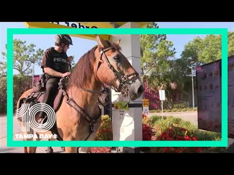 Ever wonder how they train a police horse? | 10 Tampa Bay