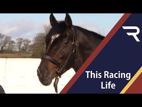 This Racing Life - Shade Oak Stud - Racing TV