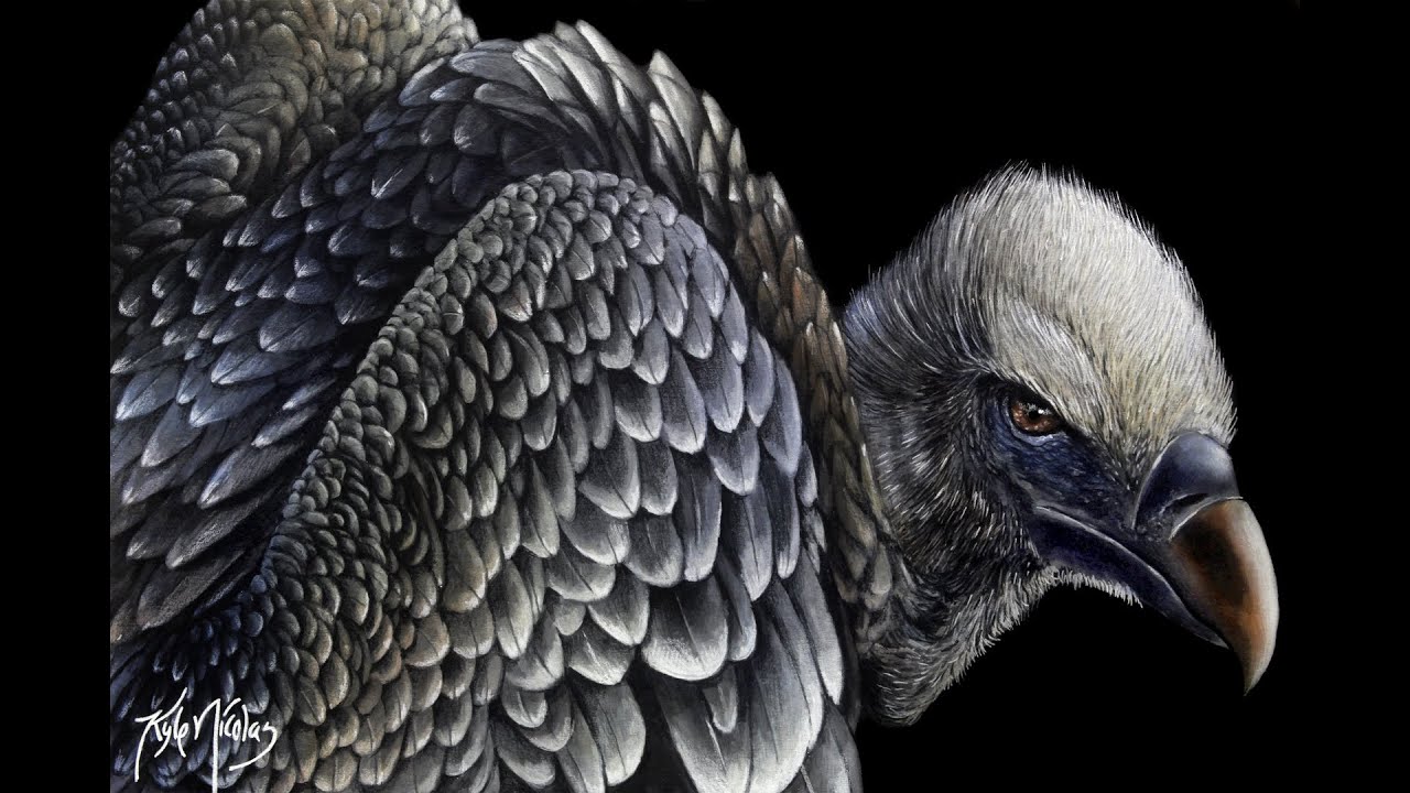 Time-Lapse Painting of a Vulture by Kyle Nicolas (Realism)