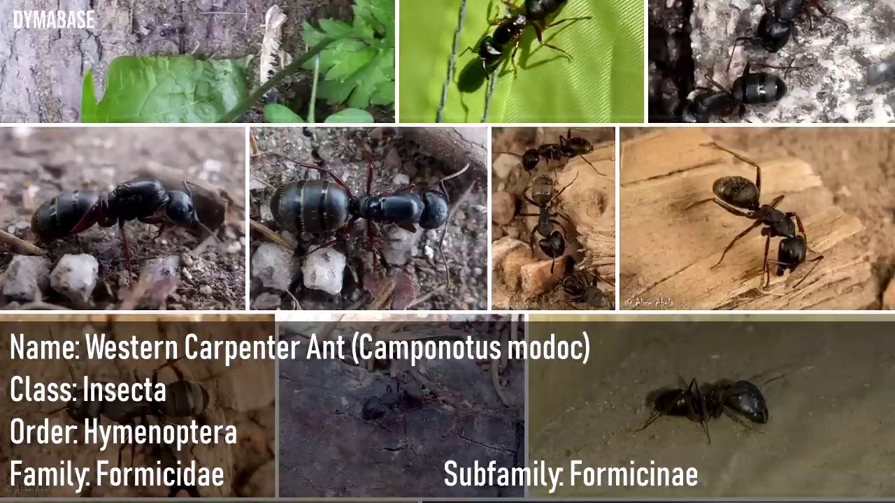 🐝 Western Carpenter Ant (Camponotus modoc) Species Profile and Facts | DYMADEX A004