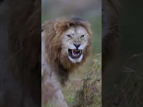 When the wilderness lacks lions, the monkeys reign like kings