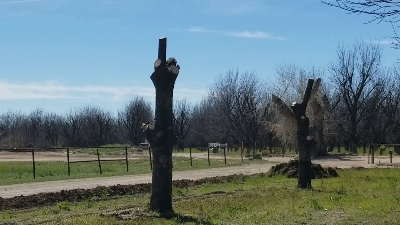 Poling Pecan Trees