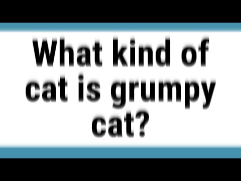 What kind of cat is grumpy cat?