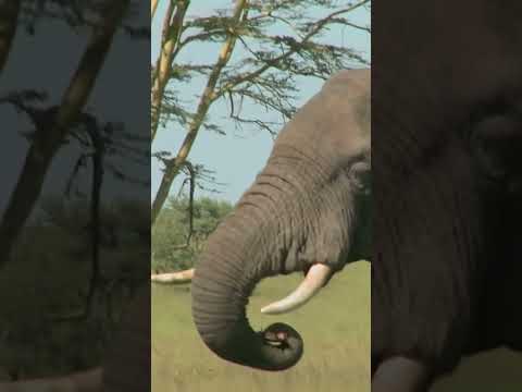 Discover the Wonders of an Elephant's Trunk: How It Works and Its Amazing Uses