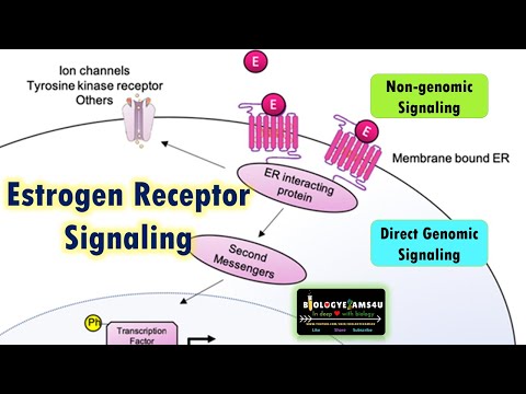 Estrogen Signaling Pathway Steps || Genomic and Nongenomic pathways of steroid hormones