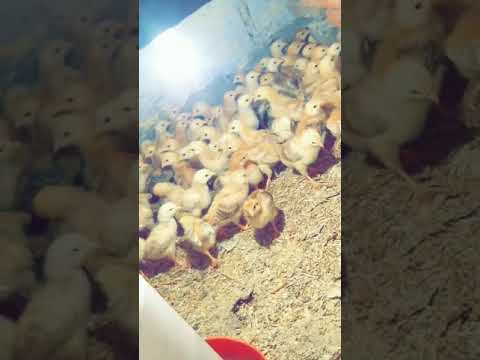 Rhode Island Red Chicks - Wholesale Price & Mandi Rate for RIR Chicks