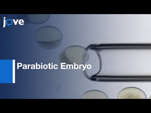 Parabiotic Embryo generated by Surgical fusion of Developing Blastulae | Protocol Preview