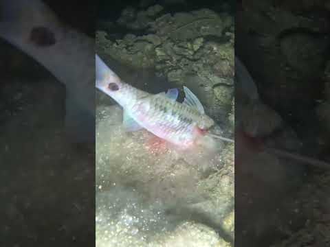 solo night dive spearfishing #swasinexplorer #spearfishing #nightspearfishing