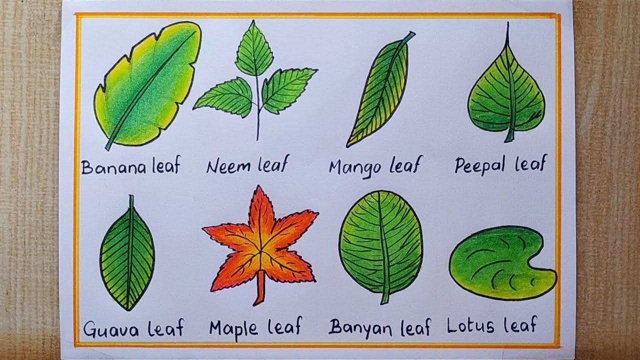 How to draw different types of Leaves| 8 different types of Leaves drawing| Leaves chart drawing