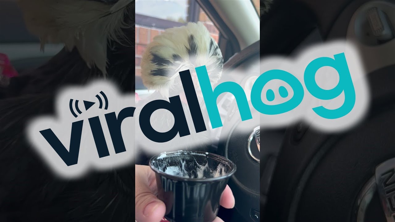 Crested Polish Chicken Enjoys Pup Cup || ViralHog