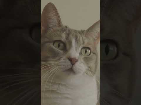 What is the Cheshire Cat's Favorite Drink? | Joke