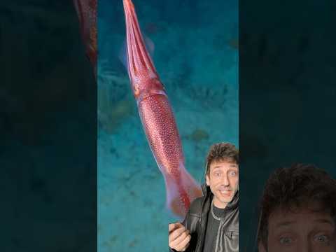 The Humboldt Squid is TERRIFYING