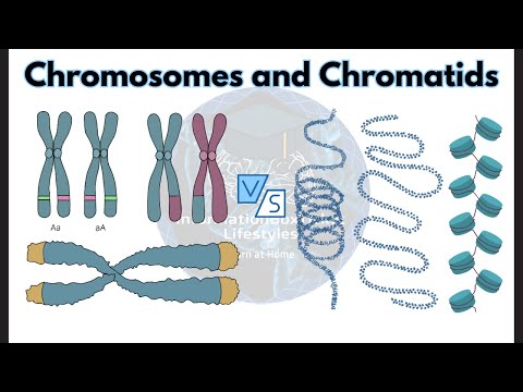 Genetics Explained | Chromosomes Vs Chromatids | Difference between DNA Decoded
