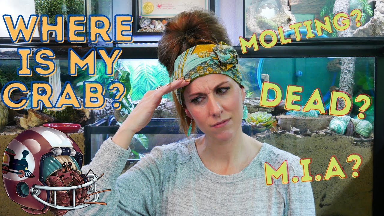 Is My Hermit Crab Dead or Molting?