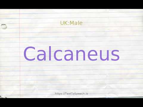 How to pronounce calcaneus
