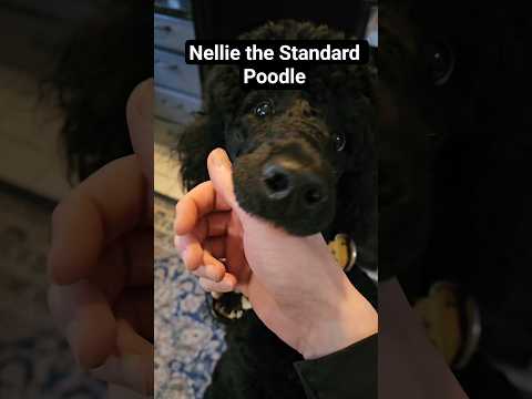 Just a pup #standardpoodle #poodle #poodleworld #poodlelife #dogs #poodlepuppy #fyp #shorts #dog