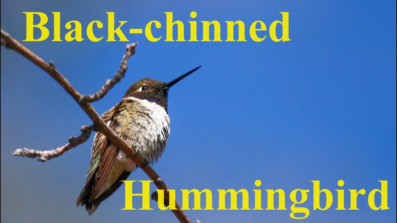 At Your Feeder: Black chinned Hummingbird