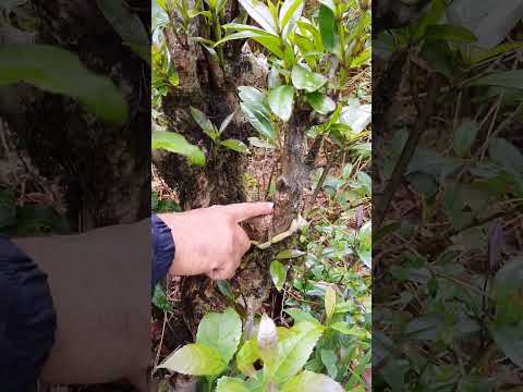 Example of Symbiotic Relationship between three organisms in Forest