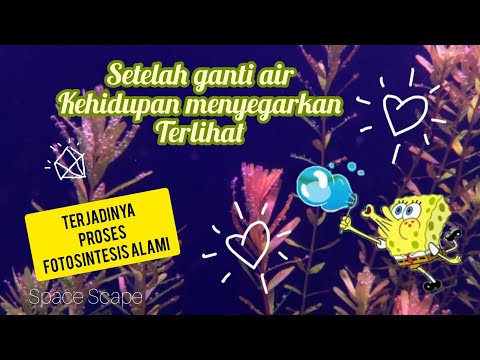 fenomena proses fotosintesis tanaman aquascape setelah ganti air ##tanamanair#aquaticplant#aquscape