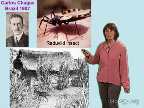 Norma Andrews (U. Maryland) Part 1: Trypanosoma cruzi and Chagas’ Disease