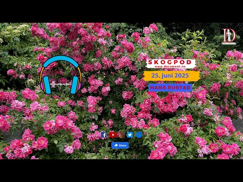 Skogpod 25. juni 2025