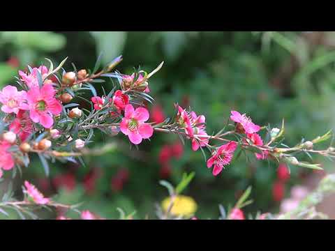 Two Minutes in Nature — Leptospermum Merinda