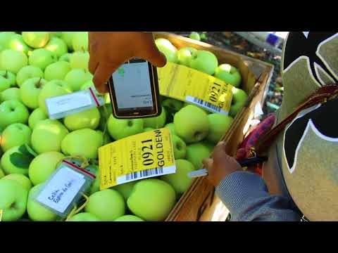 How Apple Pickers Get Paid