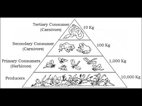 Levels of Ecology