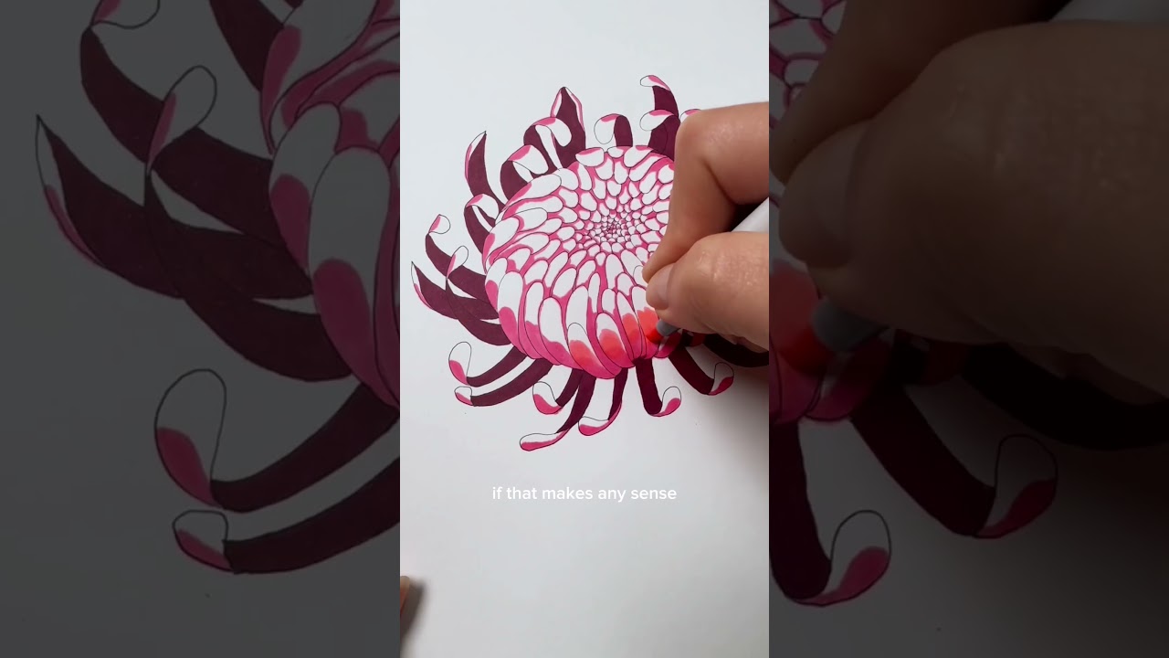 How to draw a mum flower //chrysanthemum drawing step by step #drawing #ink #botanicaldrawing #art