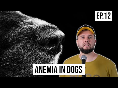 Anemia in Dogs | 4 The Dog