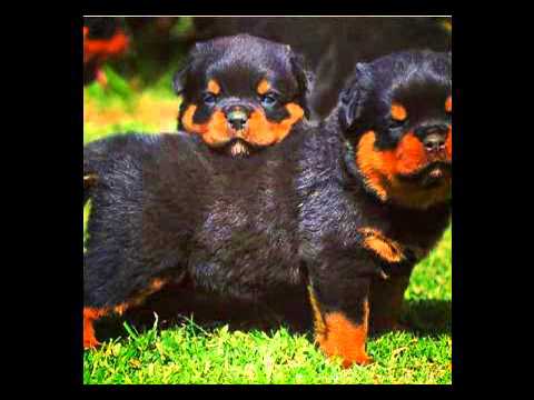 funny dog pictures memes