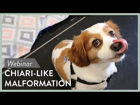 Canine Chiari-Like Malformation & Neuropathic Pain || Webinar Series Lecture # 2