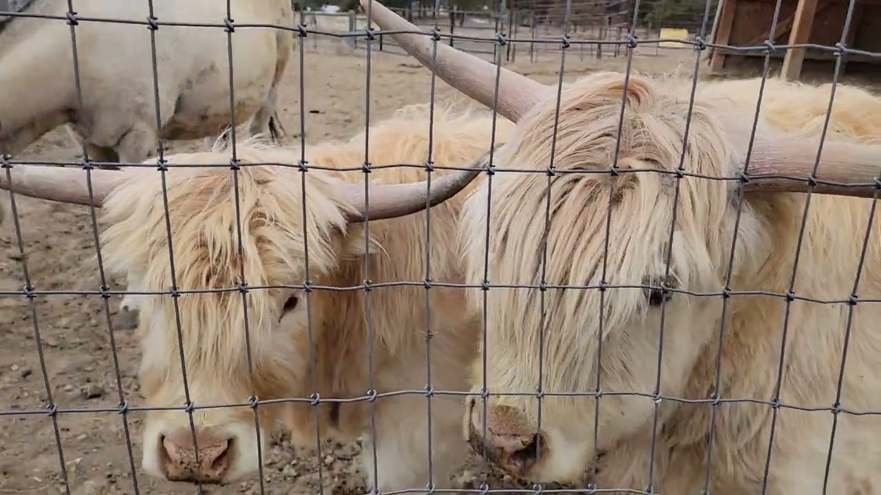 Highland cows more cow cakes