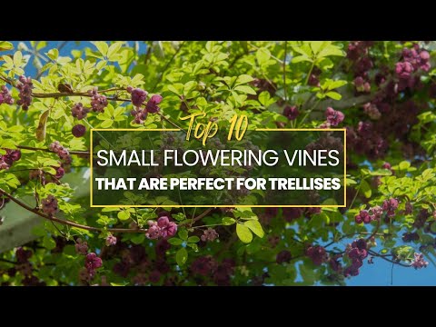 10 Small Flowering Vines That Are Perfect for Trellises