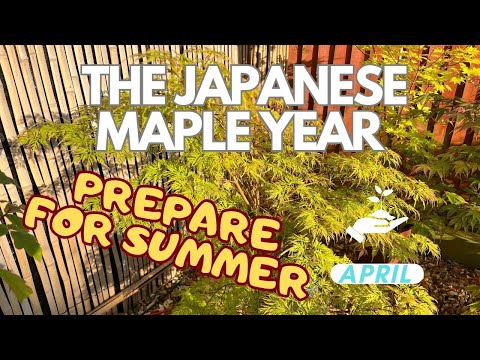 Spring Japanese Maple Gardening Checklist: April - Prepare for summer!
