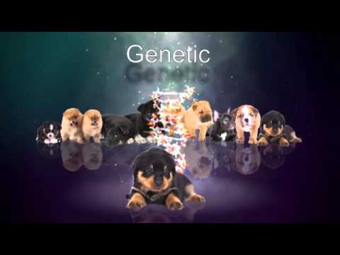 What is Biodiversity?
