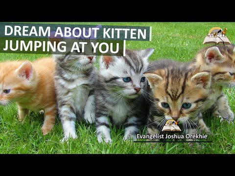 Dreams About KITTEN Jumping At You - Biblical Meaning of Kittens (Cats)
