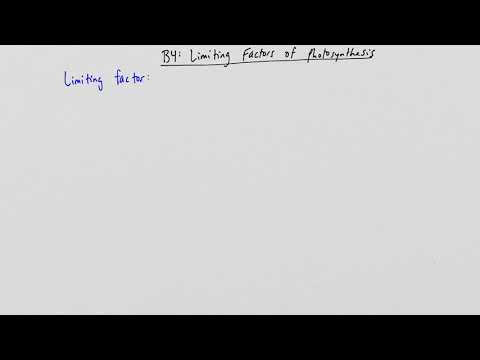 B4 limiting factors of photosynthesis