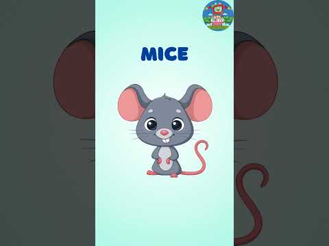 Learn Rodent Names in English and Different Types of Rodents In The World