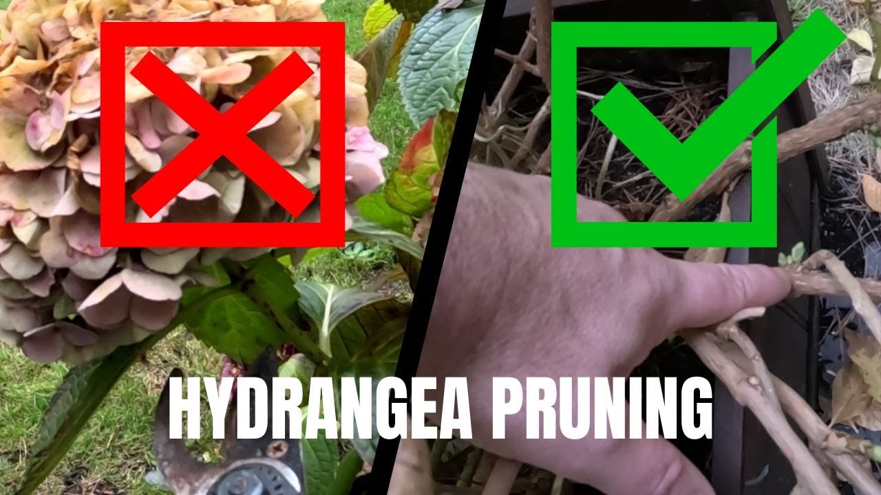 4 Minute Guide to Pruning Hydrangea Macrophylla