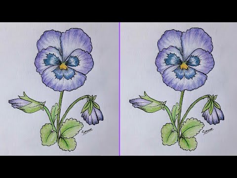 How To Draw A Pansy Flower Step by Step – I'm Youtuber – Follow my ...