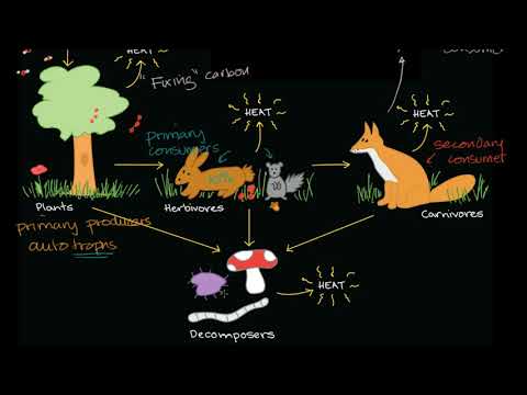 Flow of energy and matter through ecosystem | Ecology | Khan Academy Hebrew